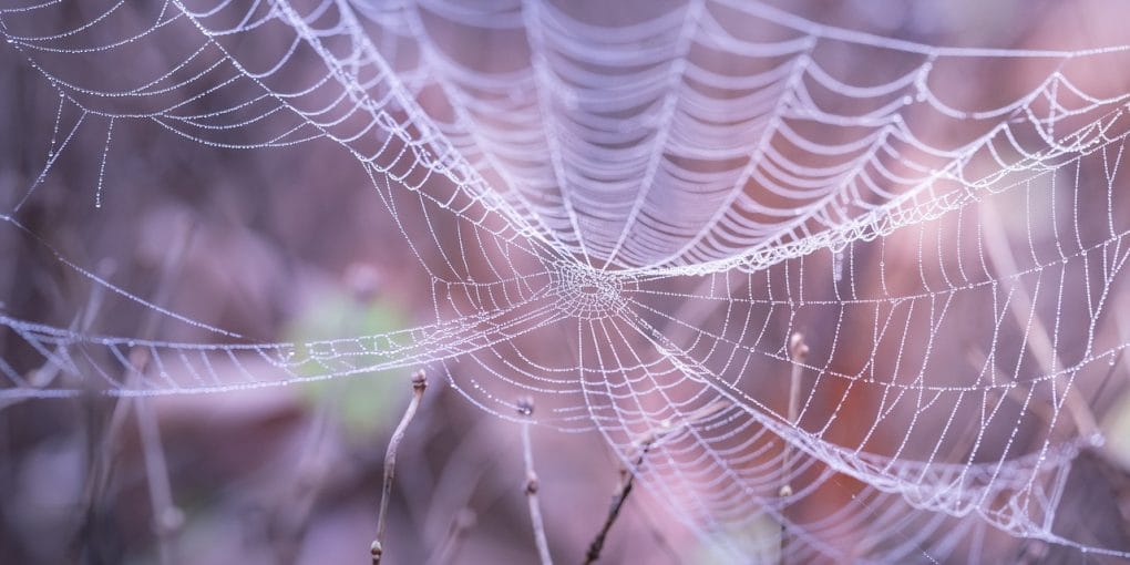 Artificial spider silk will be the most resistant fabric for the ...