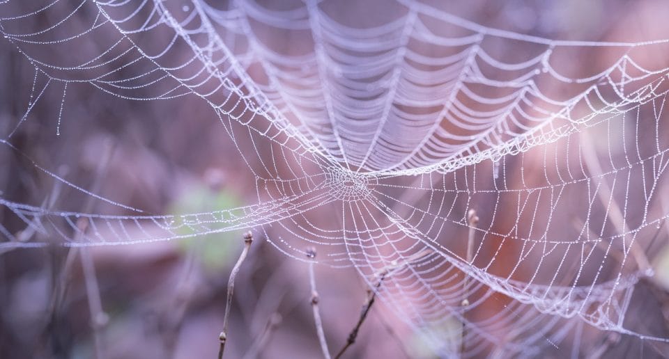 Artificial spider silk will be the most resistant fabric for the ...